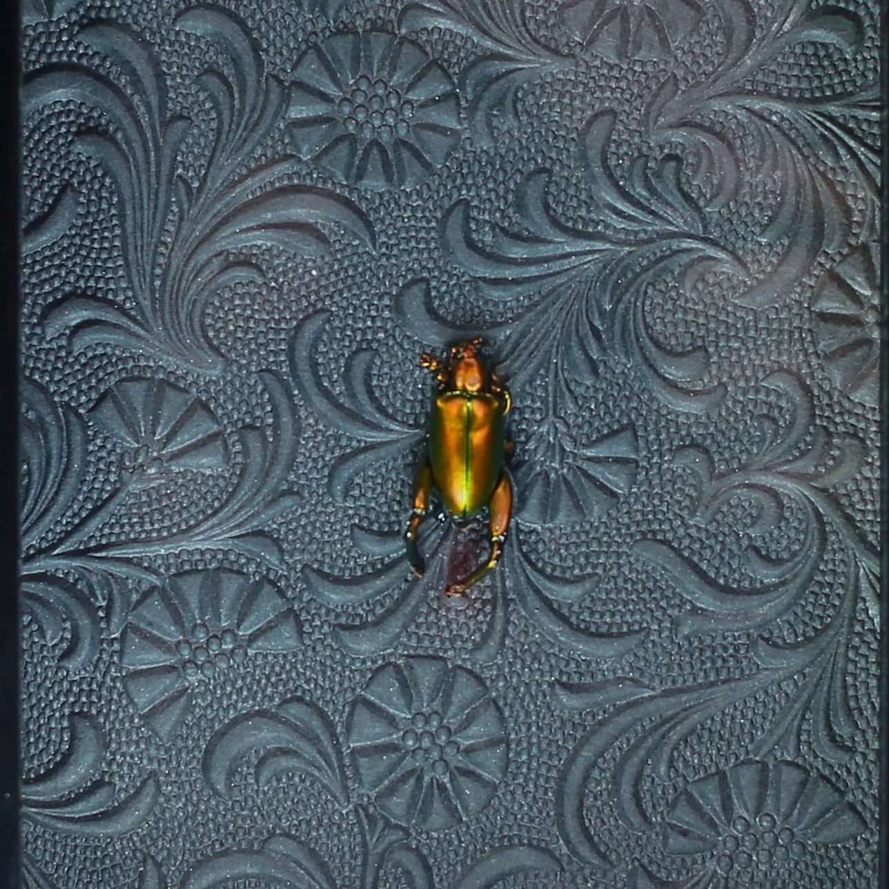 store — Bug in the box real framed butterfly and insect art