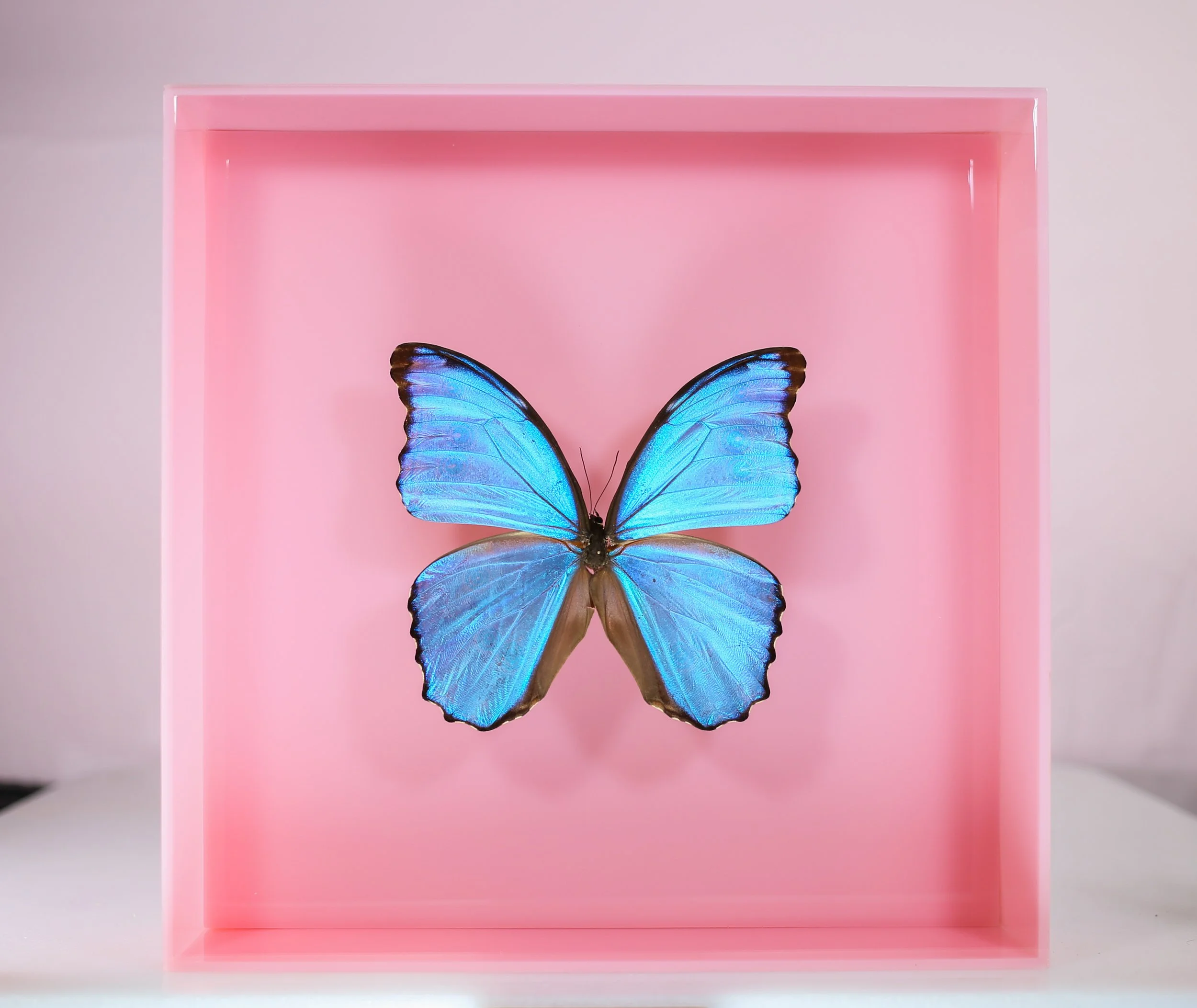 store — Bug in the box real framed butterfly and insect art