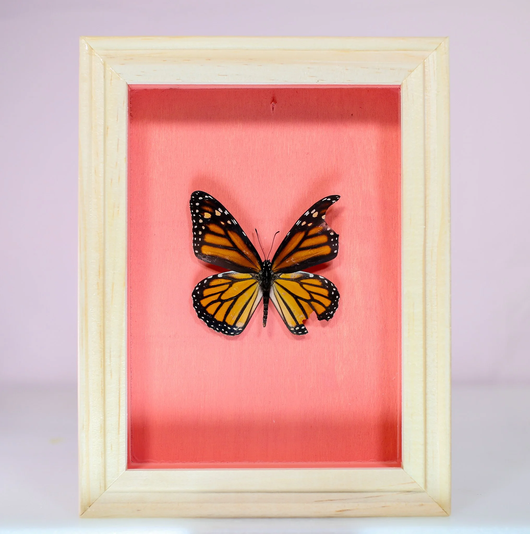 Frames — Bug in the box real framed butterflies and insects