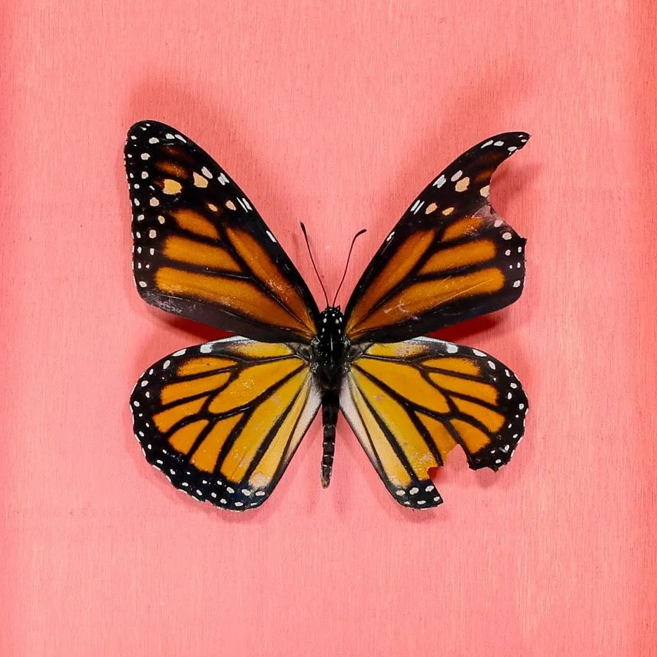 Frames — Bug in the box real framed butterflies and insects