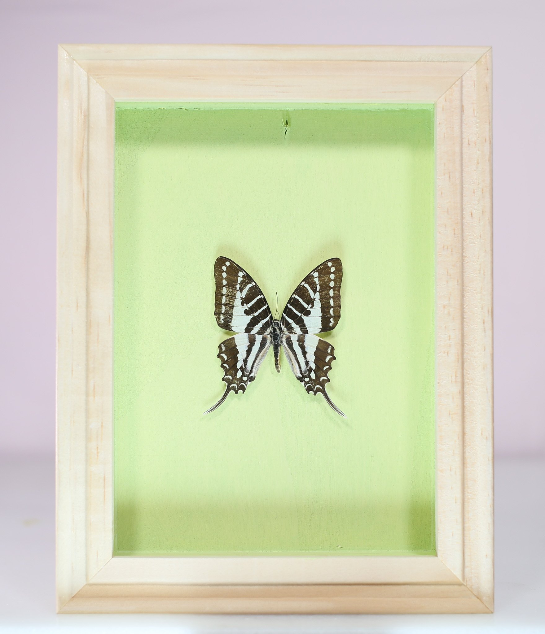 store — Bug in the box real framed butterfly and insect art