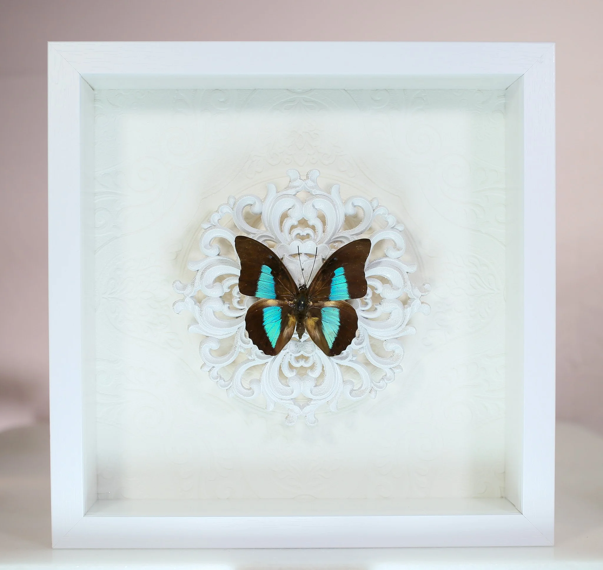 store — Bug in the box real framed butterfly and insect art