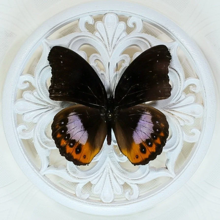 Frames — Bug in the box real framed butterflies and insects