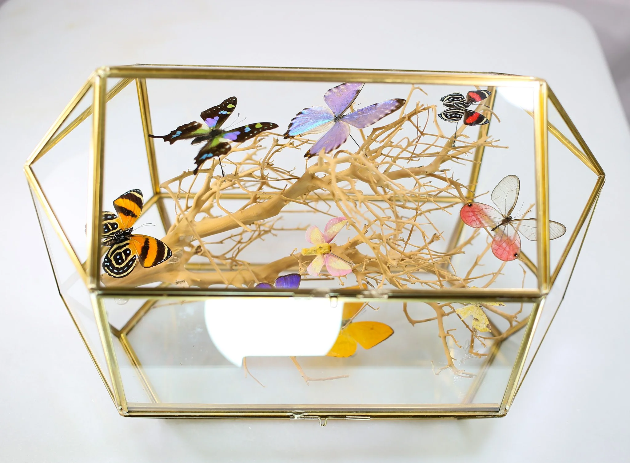 Frames — Bug in the box real framed butterflies and insects