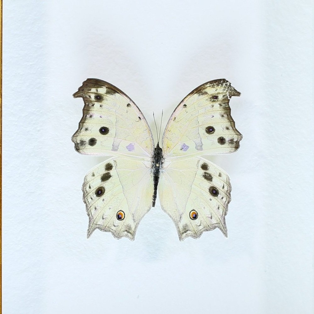 Frames — Bug in the box real framed butterflies and insects