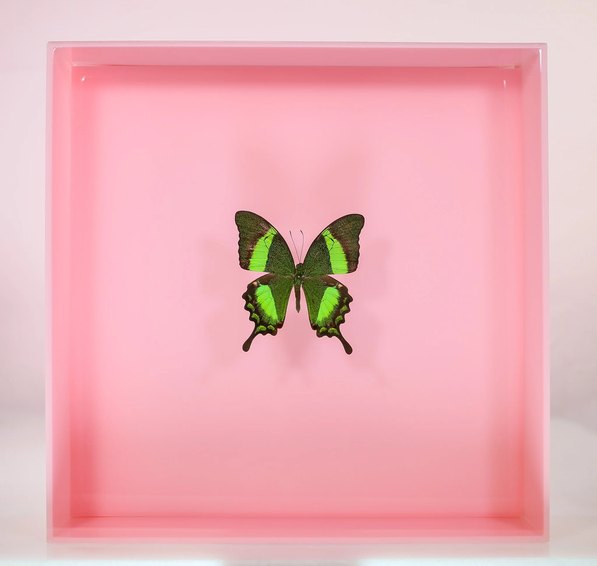 Frames — Bug in the box real framed butterflies and insects