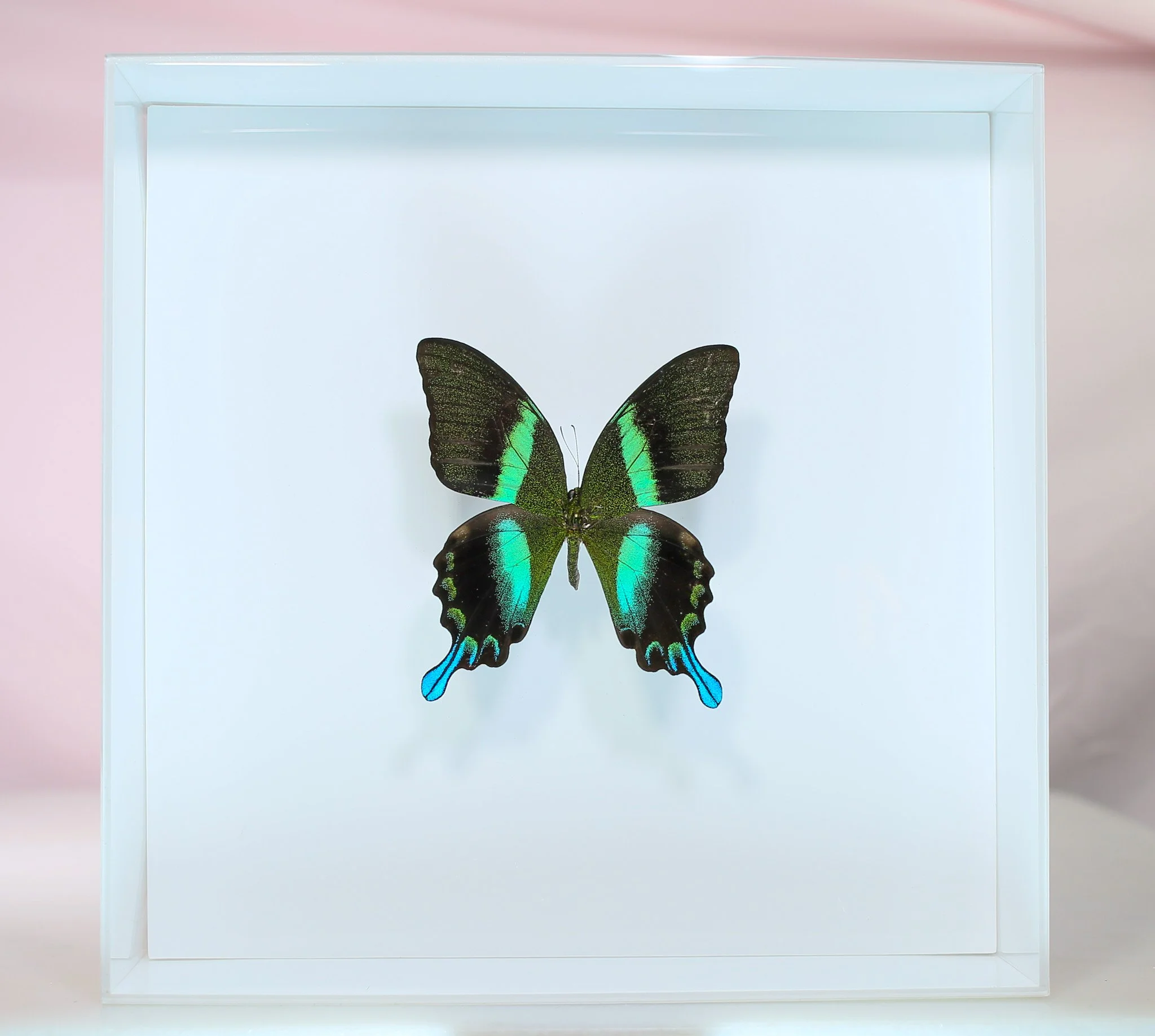 Frames — Bug in the box real framed butterflies and insects
