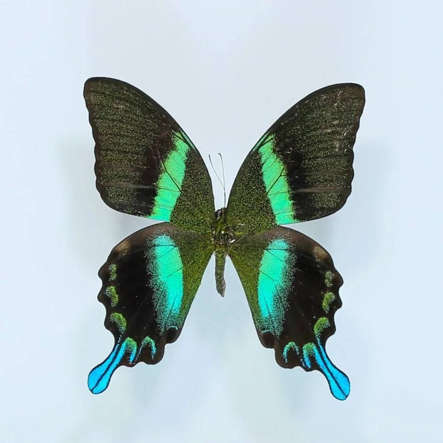 Frames — Bug in the box real framed butterflies and insects