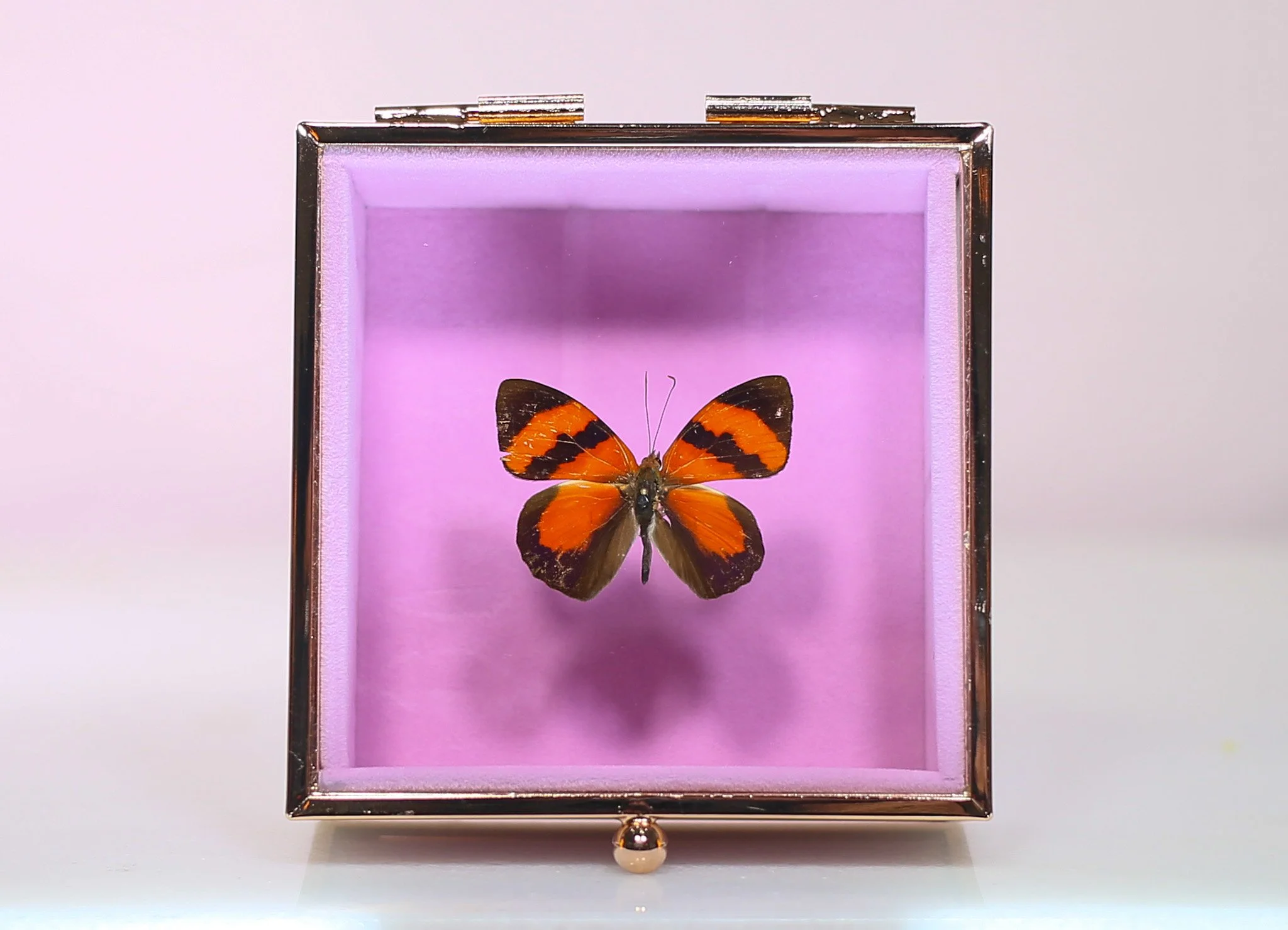 store — Bug in the box real framed butterfly and insect art
