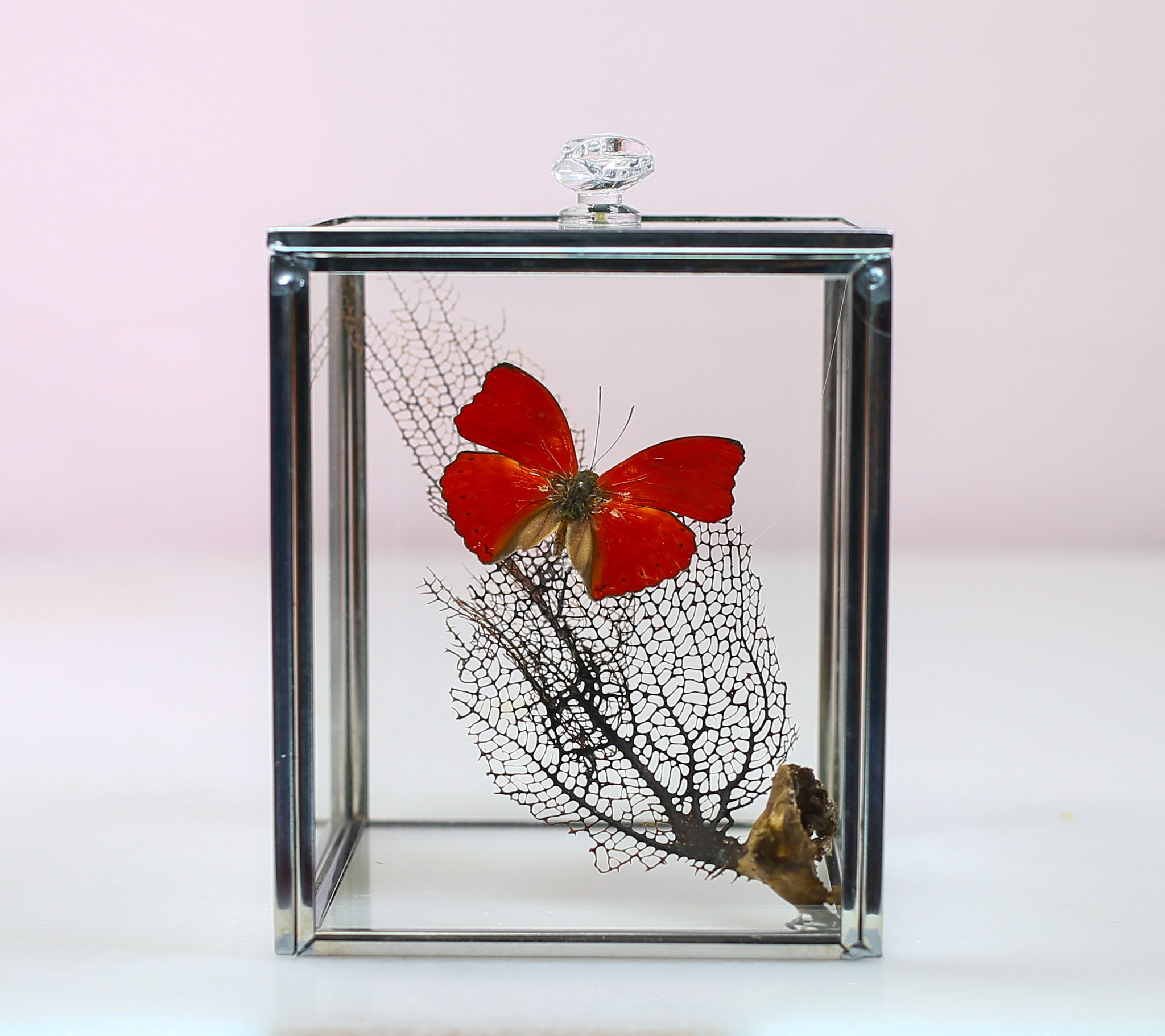 Frames — Bug in the box real framed butterflies and insects