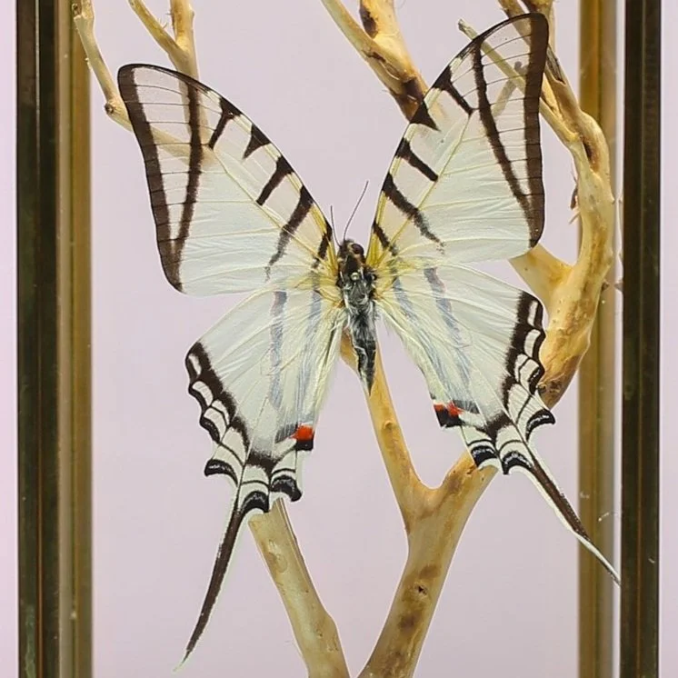 store — Bug in the box real framed butterfly and insect art
