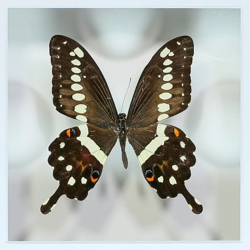 store — Bug in the box real framed butterfly and insect art