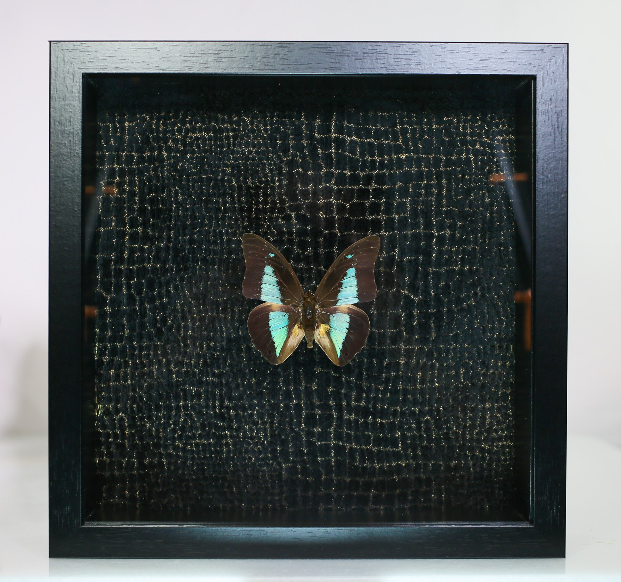 store — Bug in the box real framed butterfly and insect art