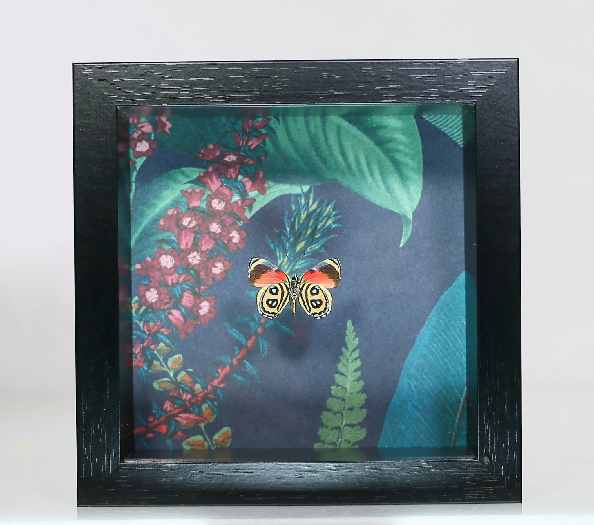 store — Bug in the box real framed butterfly and insect art