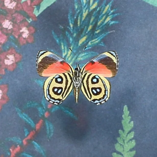 store — Bug in the box real framed butterfly and insect art