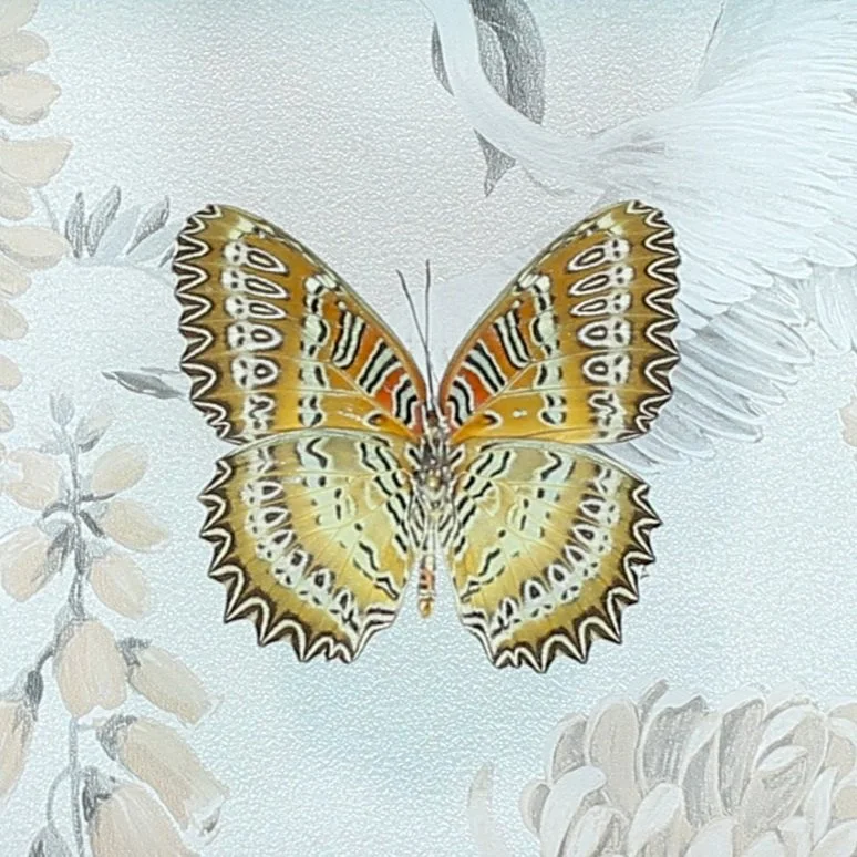 Frames — Bug in the box real framed butterflies and insects