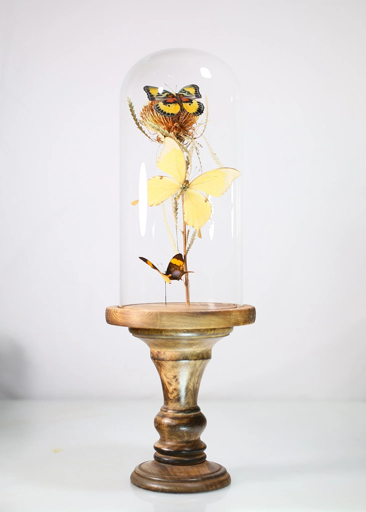 store — Bug in the box real framed butterfly and insect art