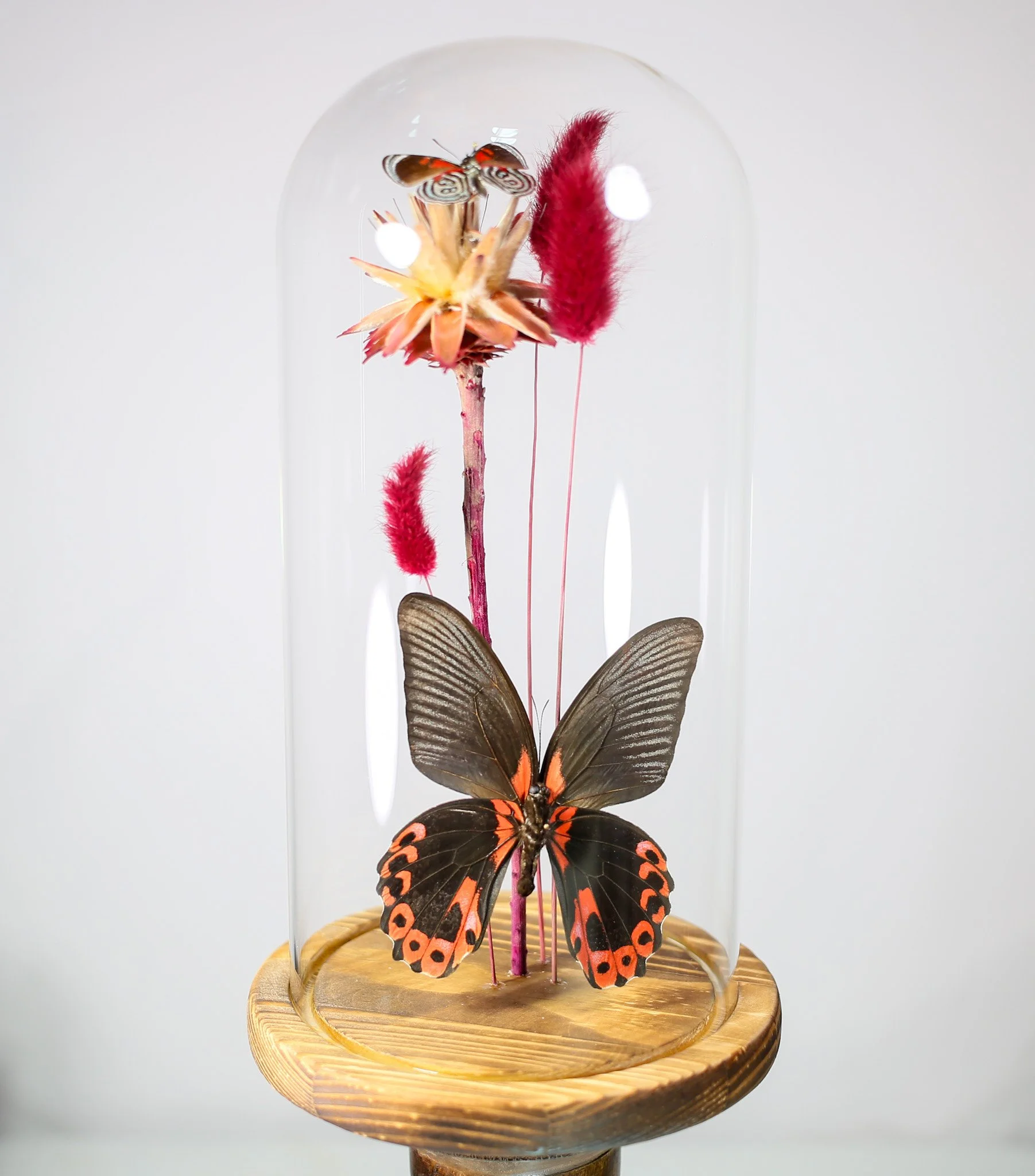 Frames — Bug in the box real framed butterflies and insects