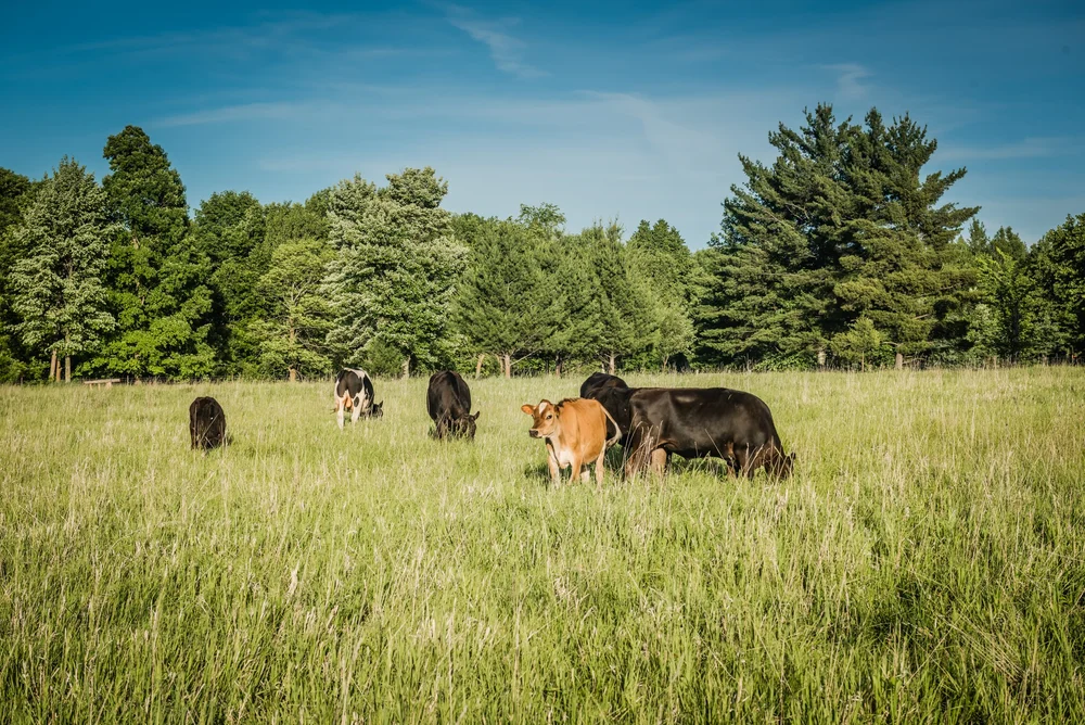 Sustain Rural Wisconsin Network