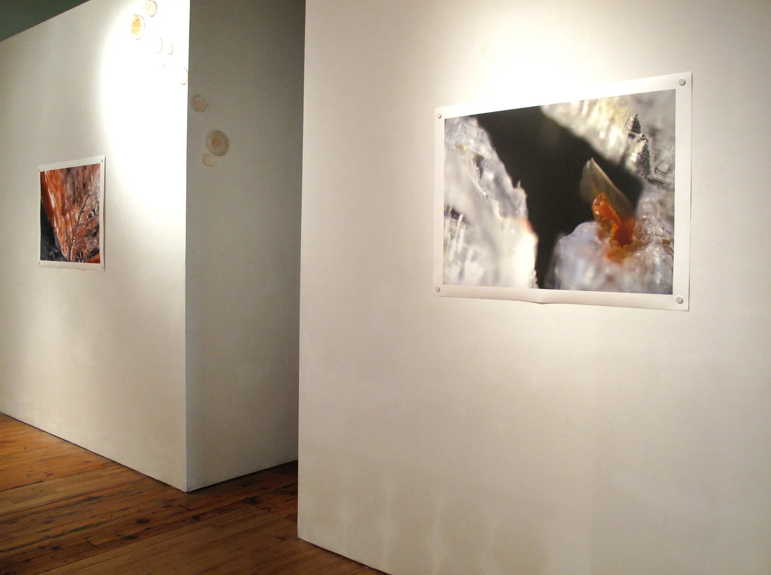 Elaine Whittaker (IN)TREPID CULTURES