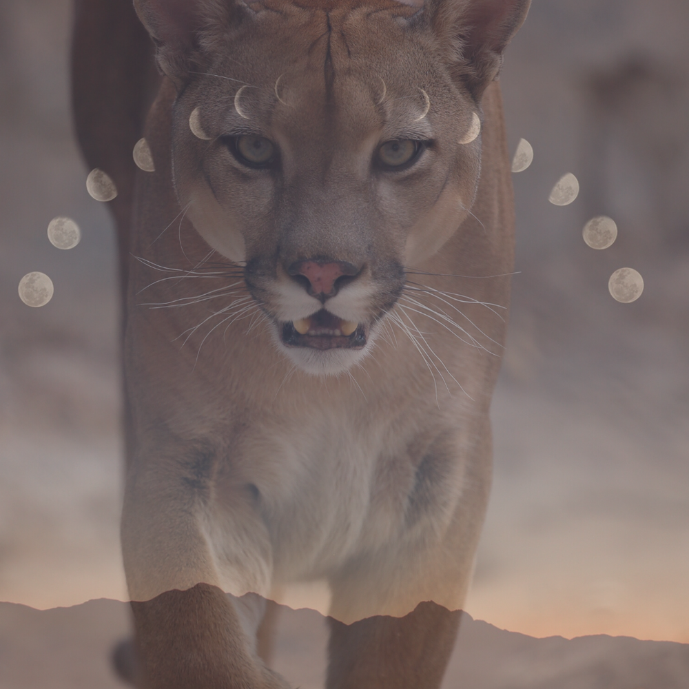 Spirit Animal Wallpaper
