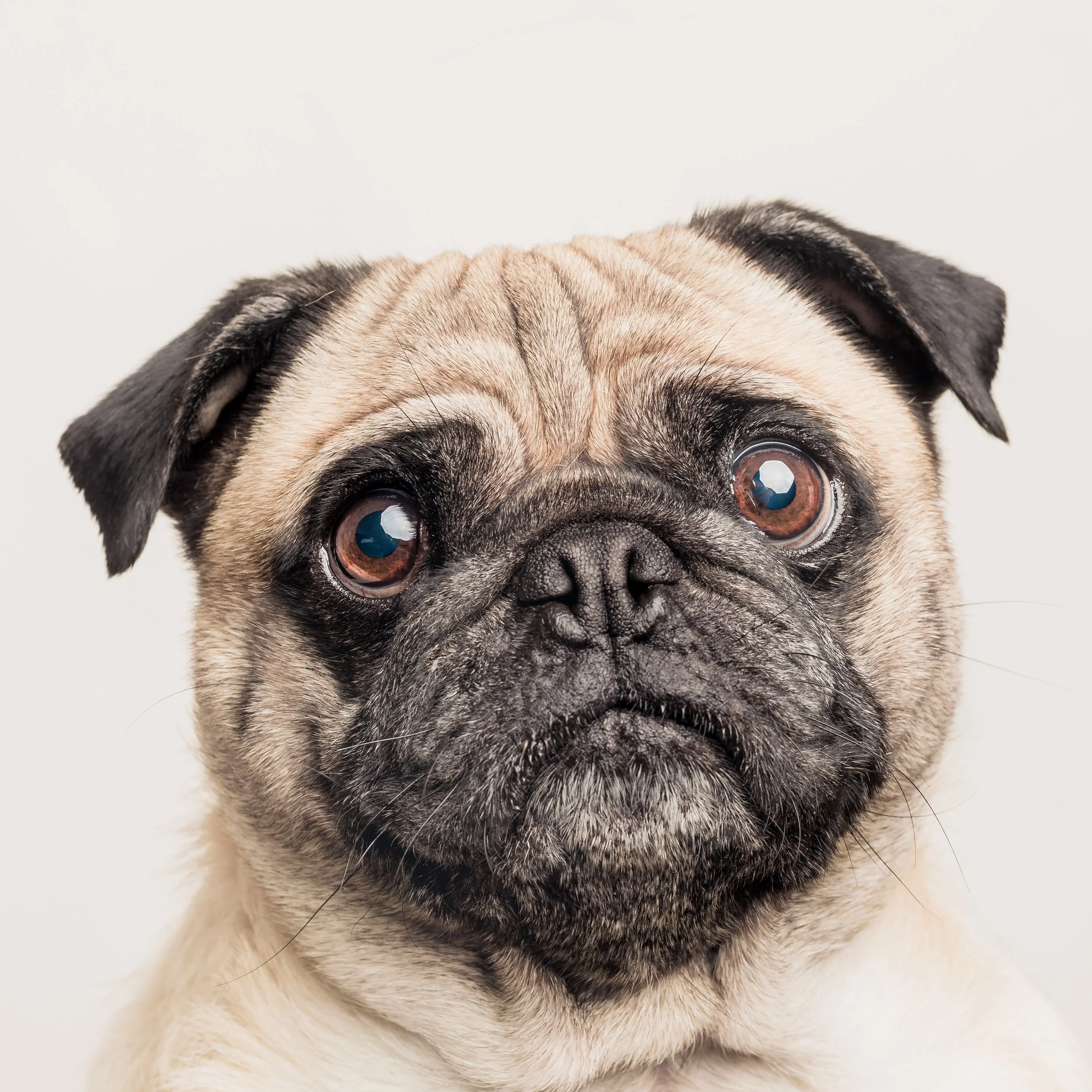 Can I Include My Furry Friends in Family Photos with Grain & Weave ...