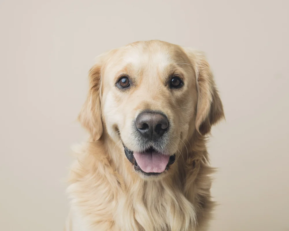 Why Pets Are More Than Just Animals: The Art of Pet Portraiture — Grain ...