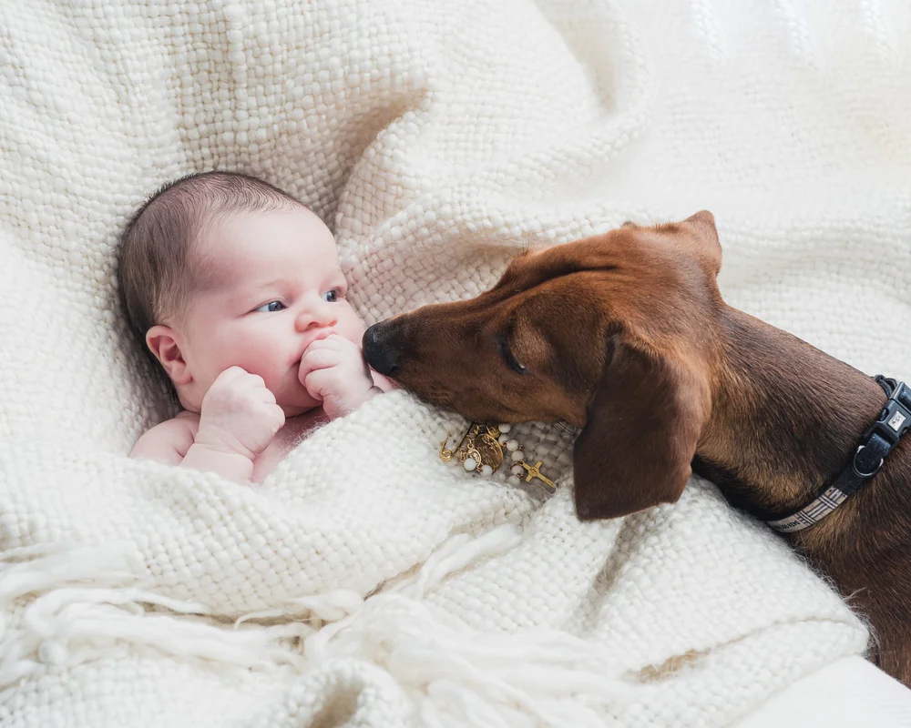 Why Pets Are More Than Just Animals: The Art of Pet Portraiture — Grain ...