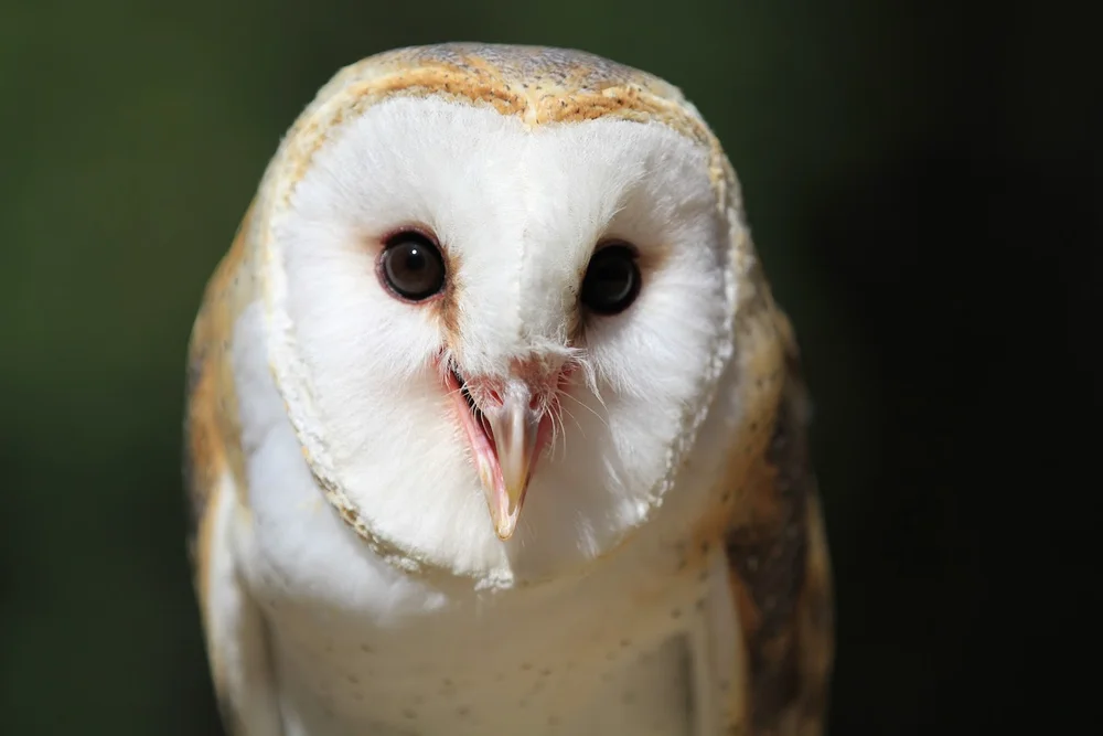 Barn Owlet