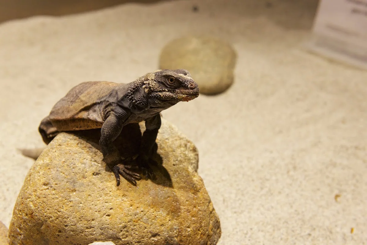 Chuckwallas Iguanas