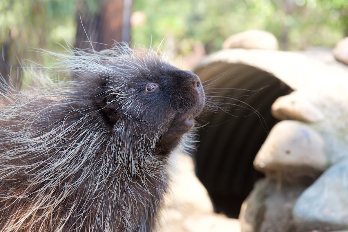 North American Porcupine Range