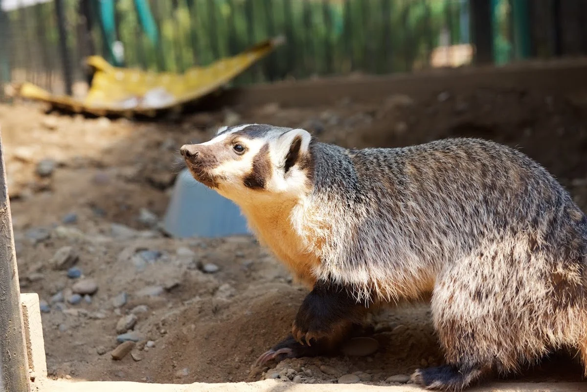 American Badger Claws