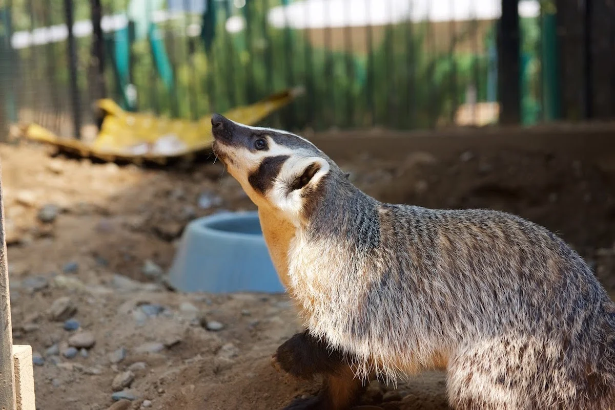 Badger Animal
