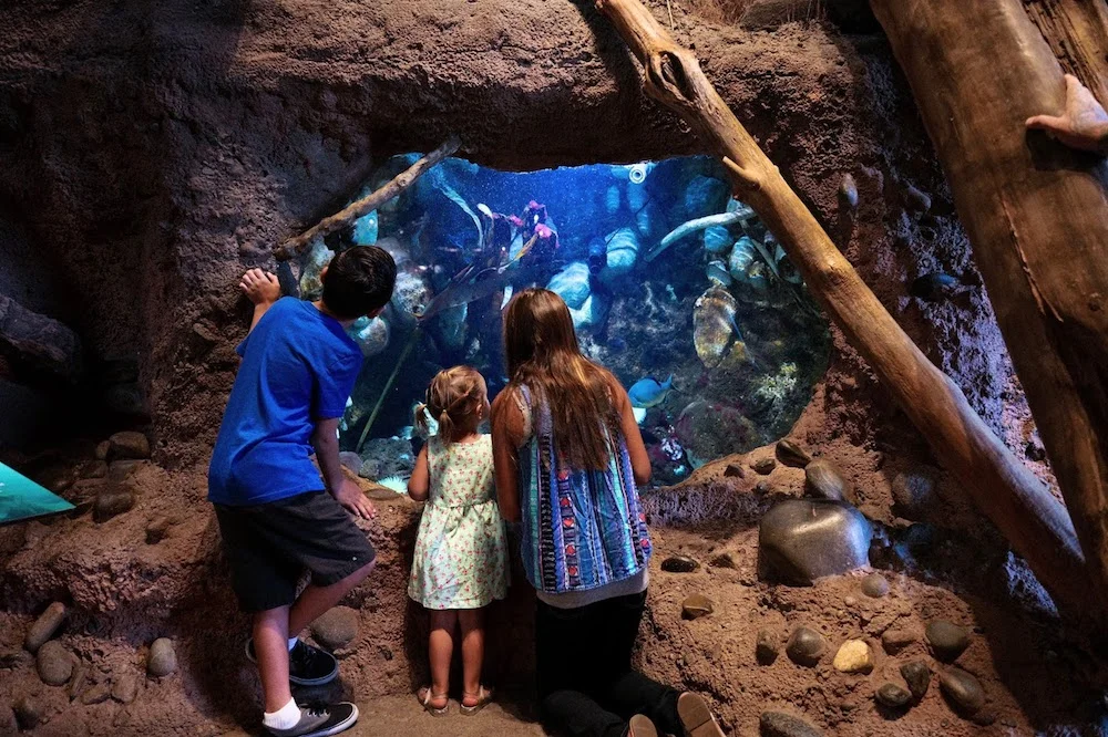 MUSEUM INFO — Turtle Bay