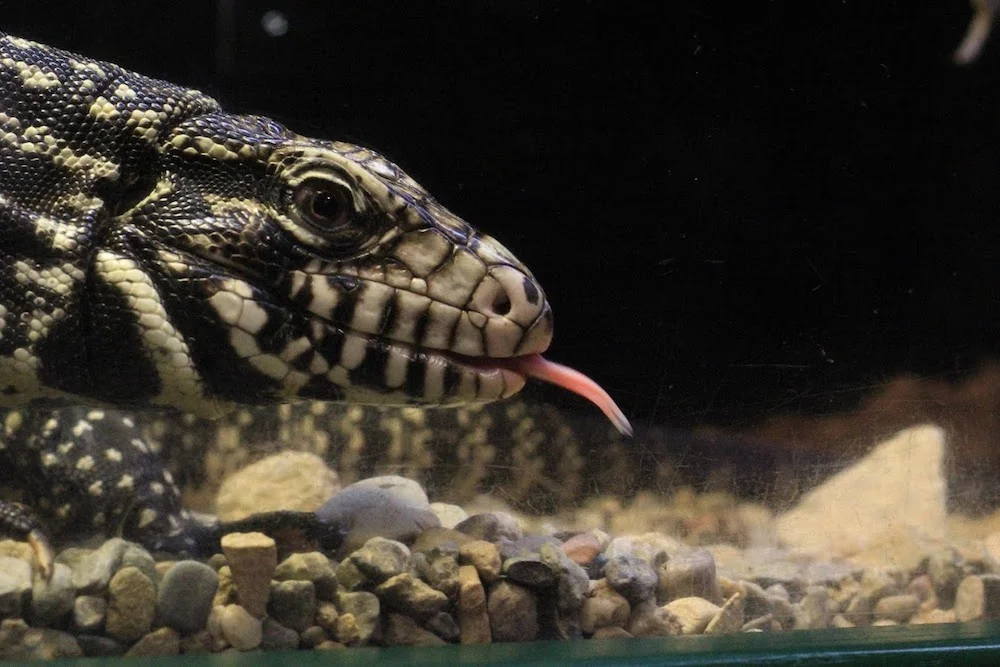 Turtle Bay Animals — Turtle Bay