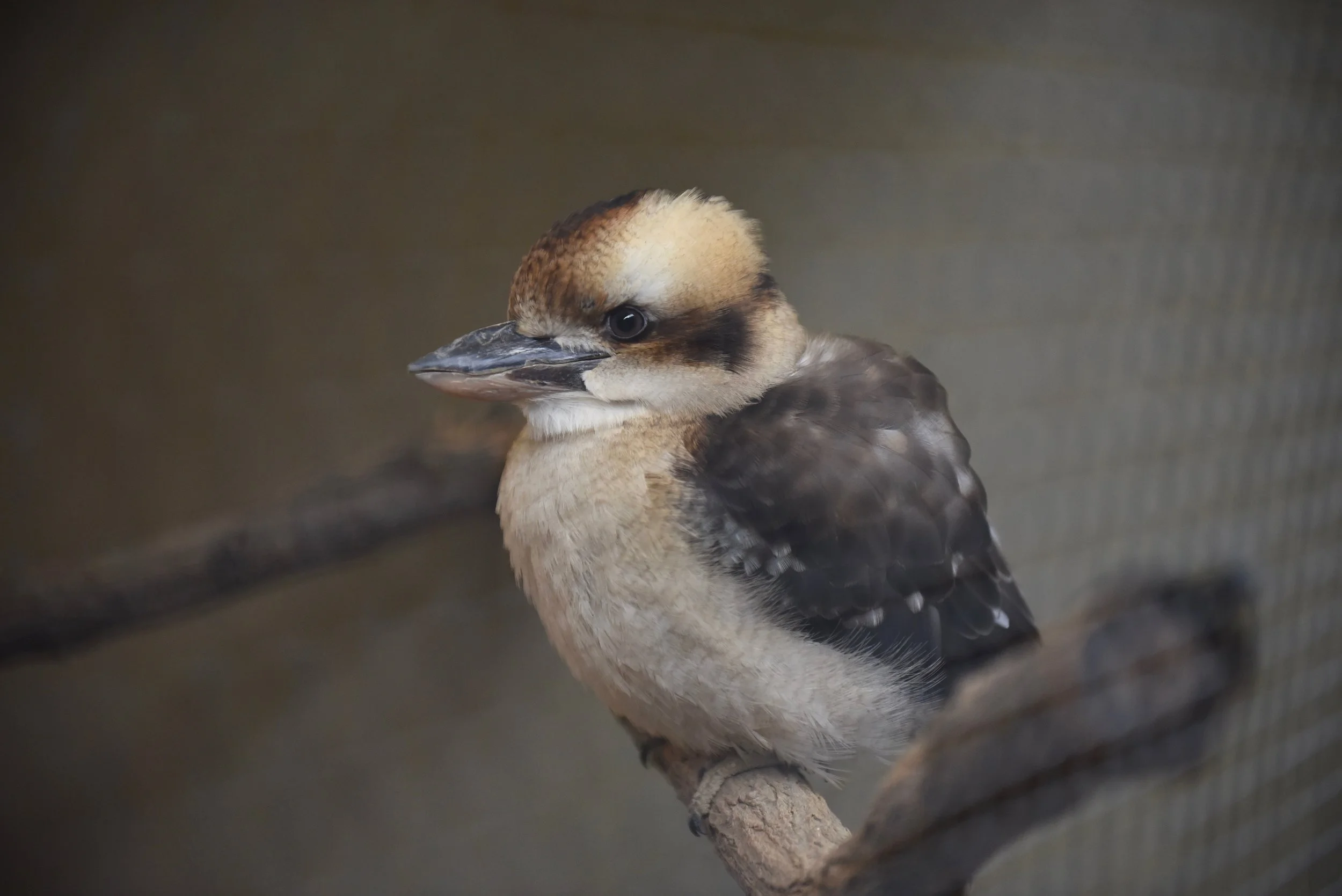 Animal Exhibits & Programs — Turtle Bay