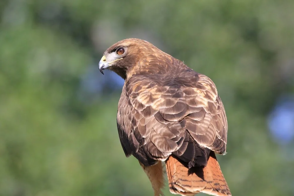 Animal Exhibits & Programs — Turtle Bay