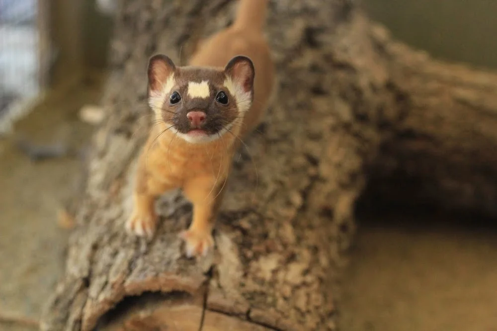 Turtle Bay Animals — Turtle Bay