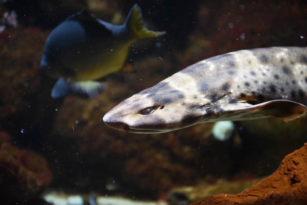 Turtle Bay Animals — Turtle Bay