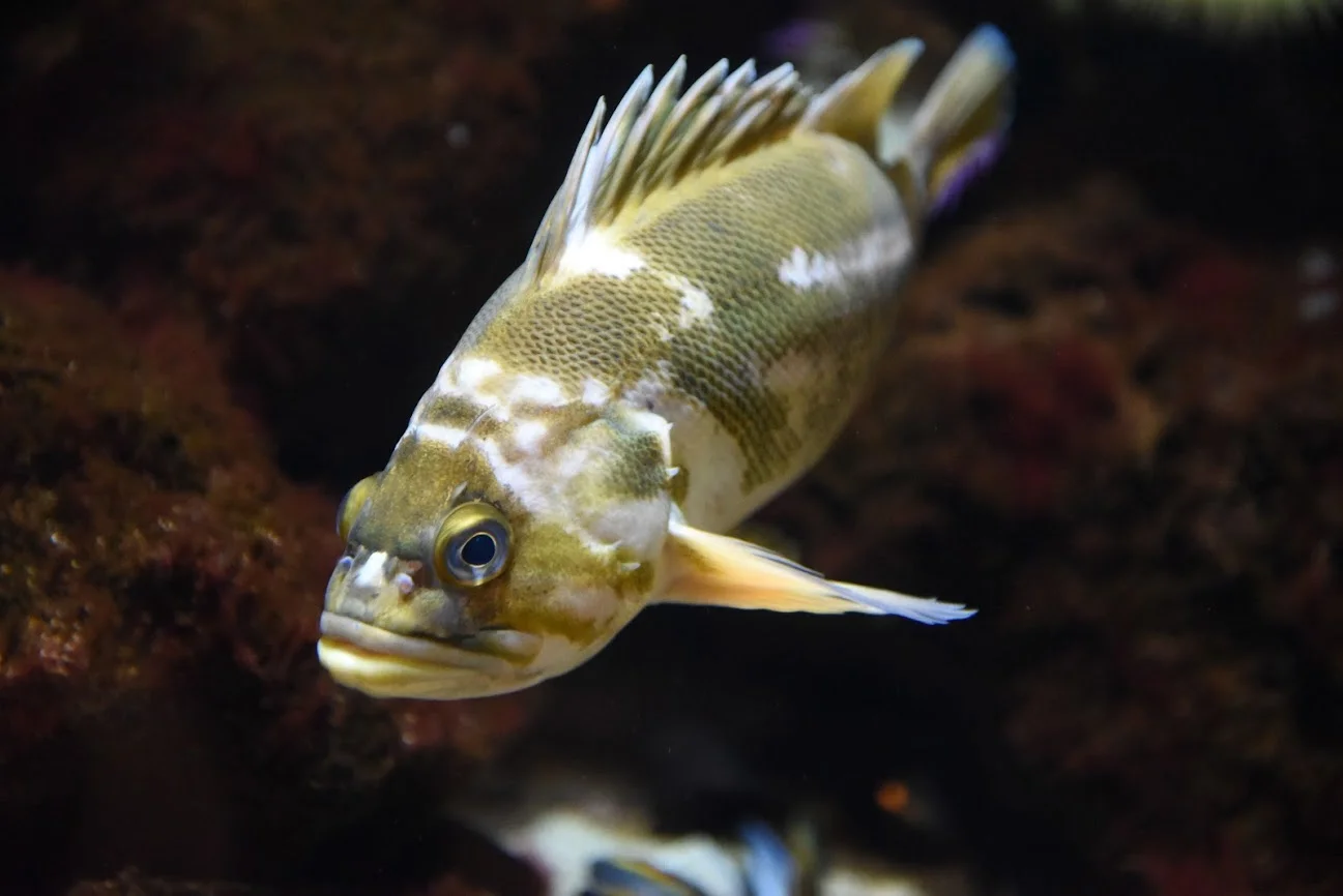 Turtle Bay Animals — Turtle Bay