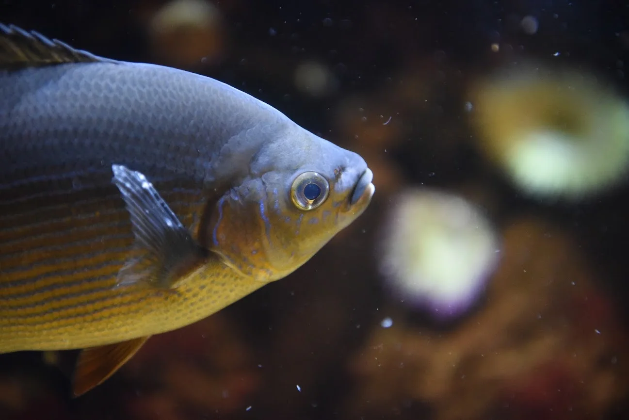 Turtle Bay Animals — Turtle Bay