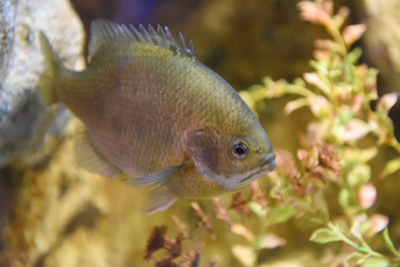 Turtle Bay Animals — Turtle Bay