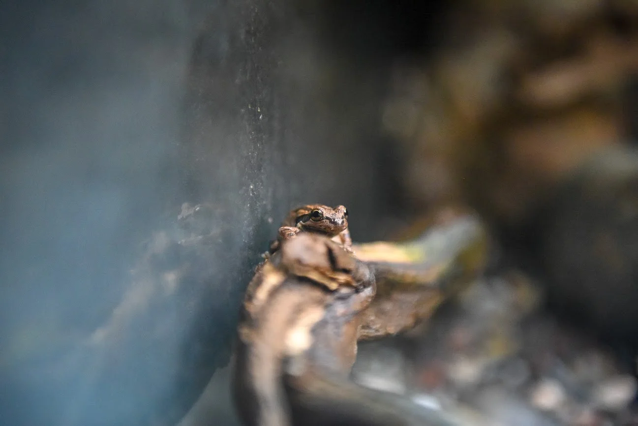 Turtle Bay Animals — Turtle Bay