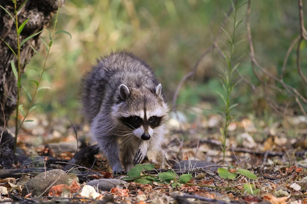 Animal Exhibits & Programs — Turtle Bay