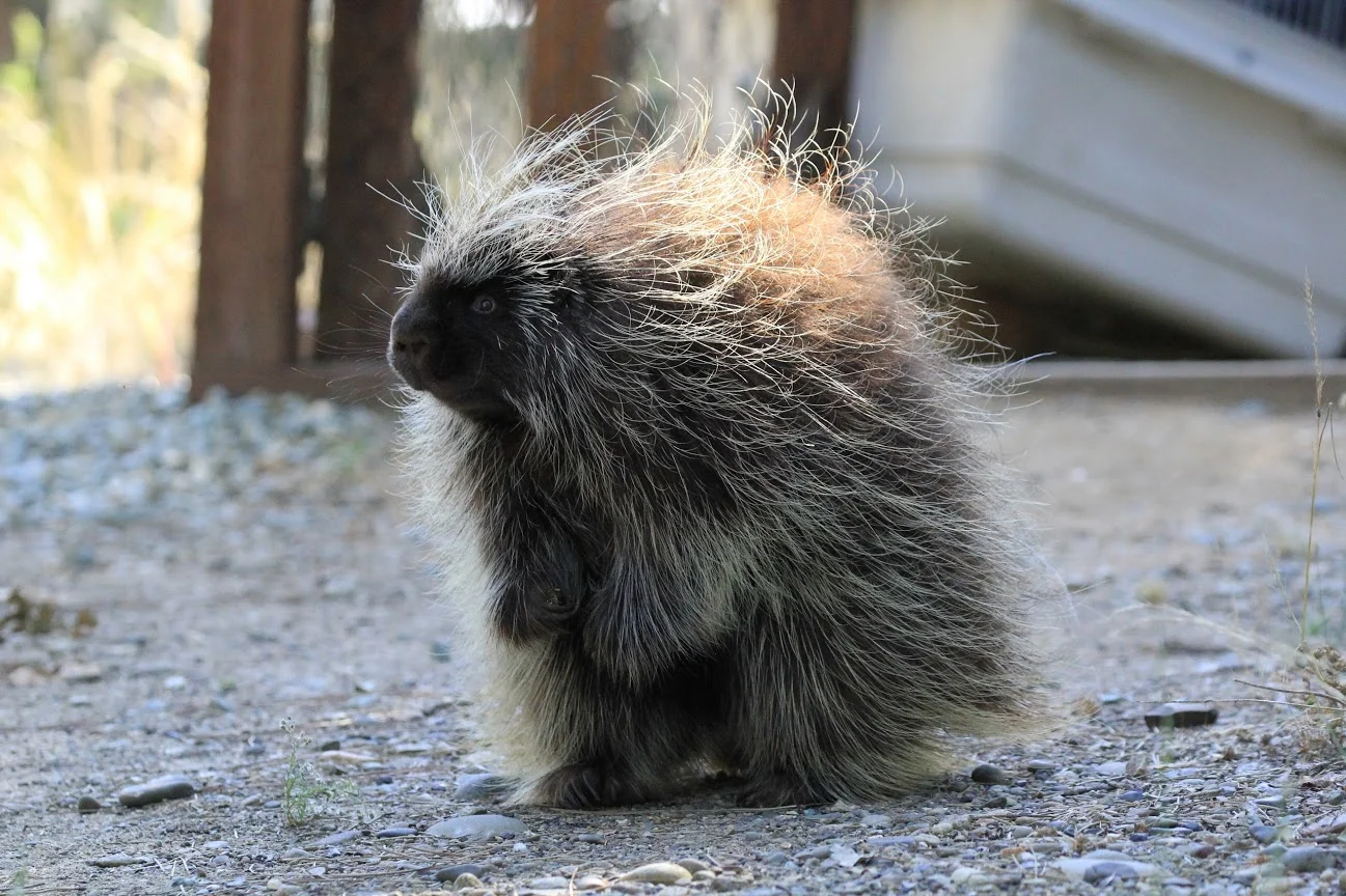 Animal Exhibits & Programs — Turtle Bay