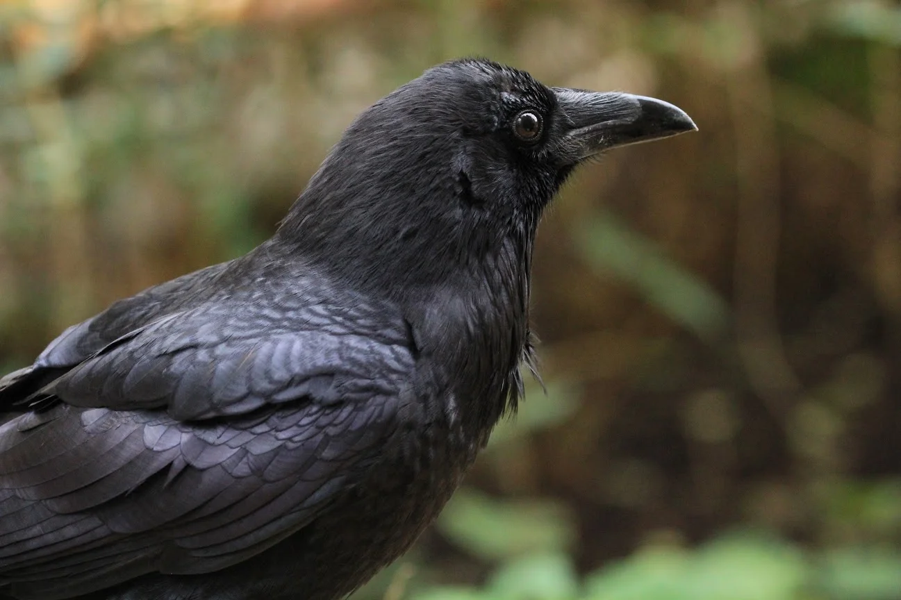 Animal Exhibits & Programs — Turtle Bay