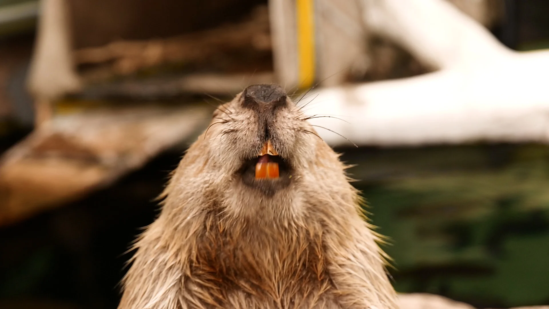 VIDEO: Beavers — Turtle Bay