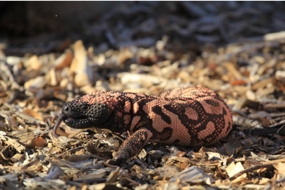 Gila Monster Eating