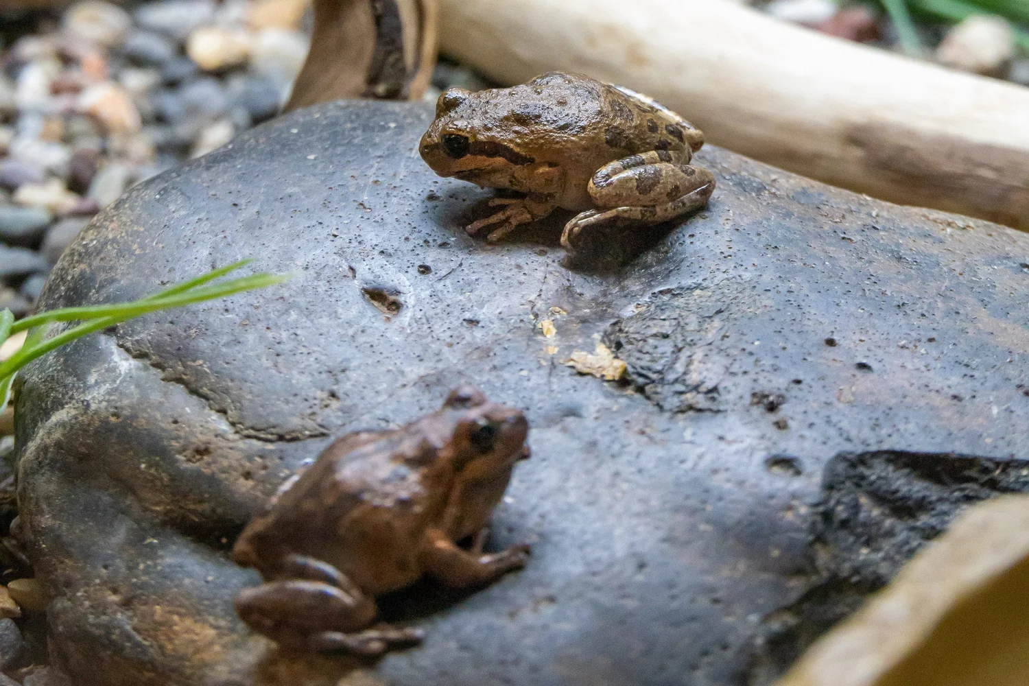 Blue Pacific Tree Frog