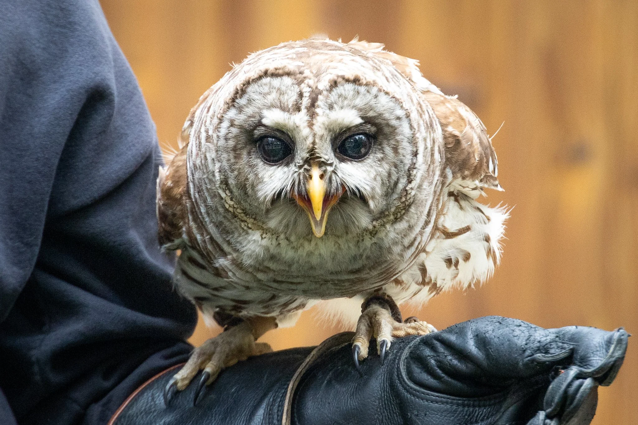 Animal Exhibits & Programs — Turtle Bay